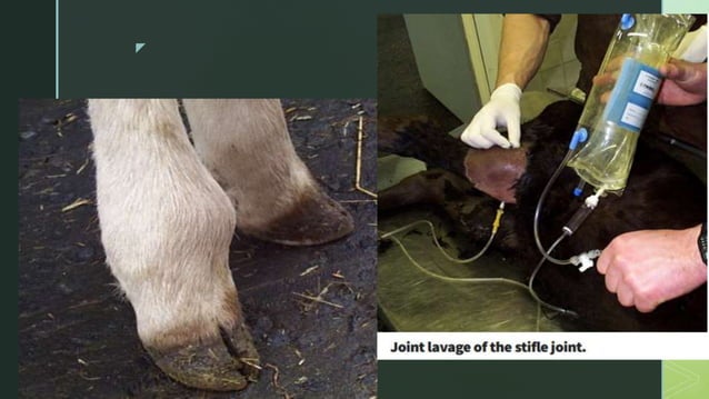 Surgical Affections of neck and Abdomins in Ruminants | PPTX