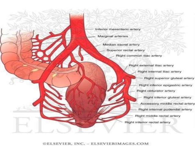 Anatomy&Physiology of Rectum | PPTX | Death, Injury, or Military ...