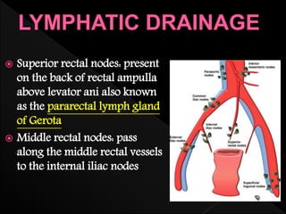 Anatomy&Physiology of Rectum | PPTX