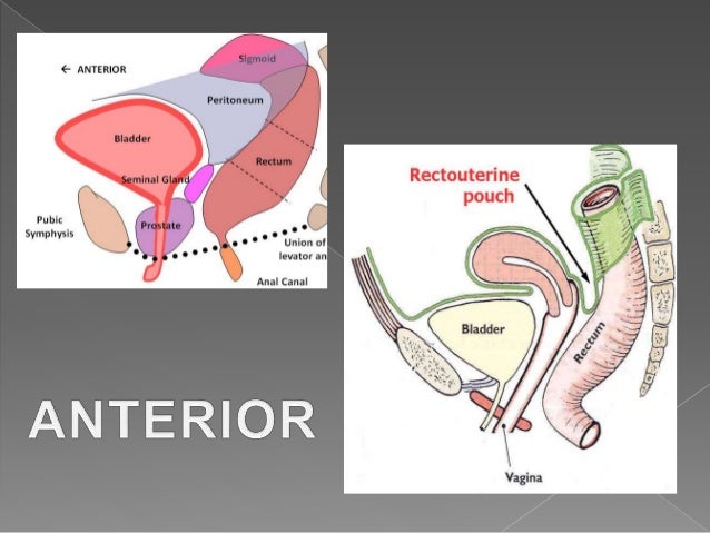 Anatomy&Physiology of Rectum