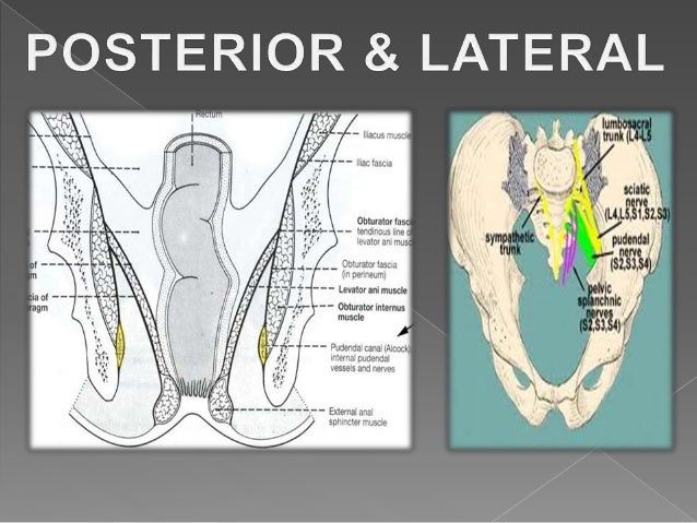 Anatomy&Physiology of Rectum