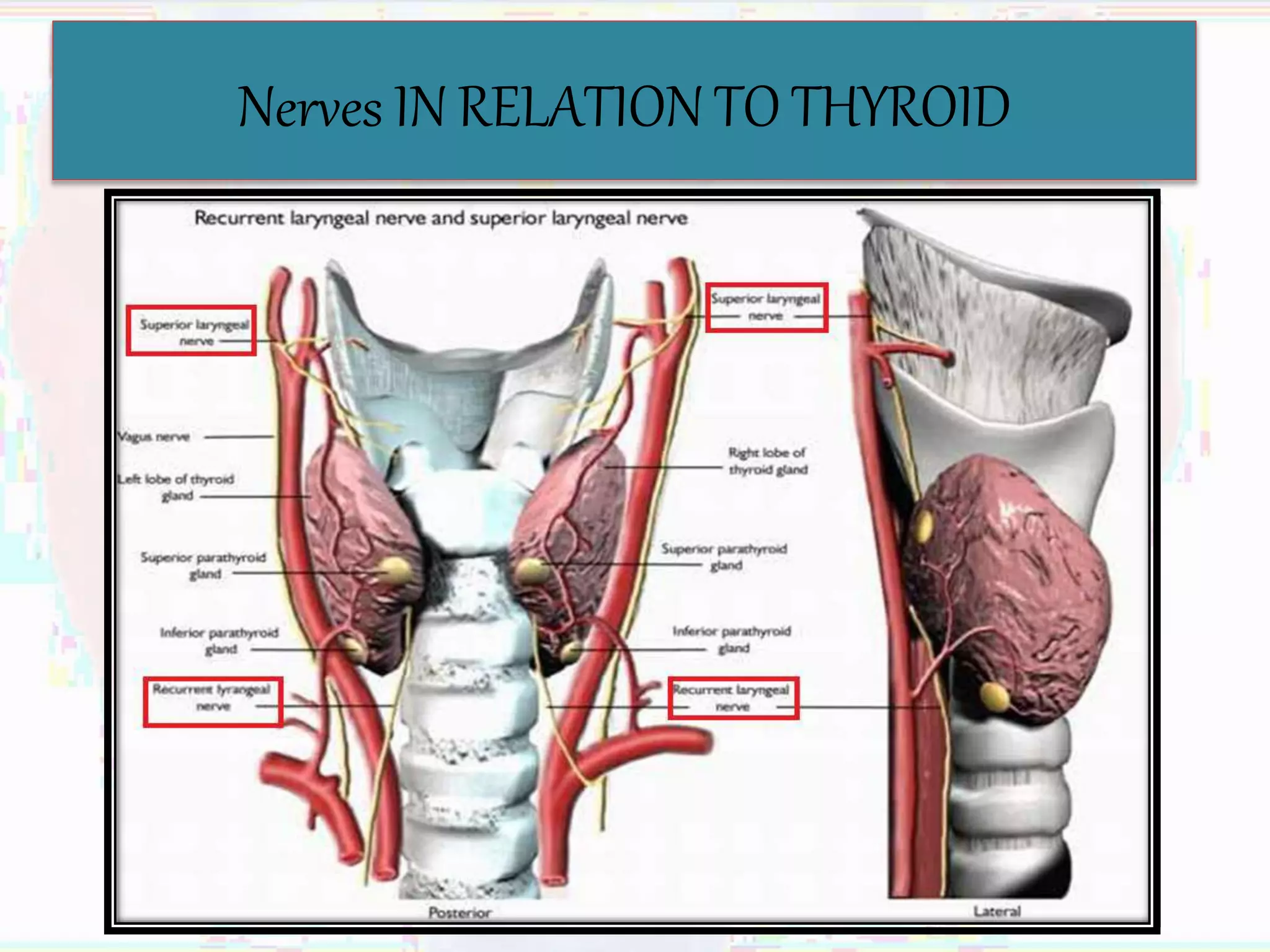 Surgery Thyroid Pptx