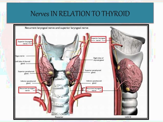 Surgery Thyroid.pptx
