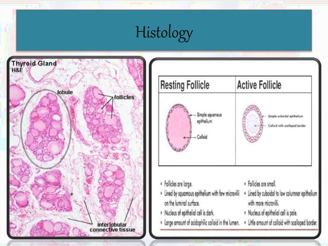 Surgery Thyroid Pptx