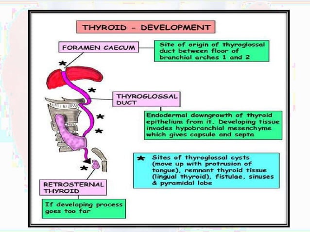 Surgery Thyroid.pptx