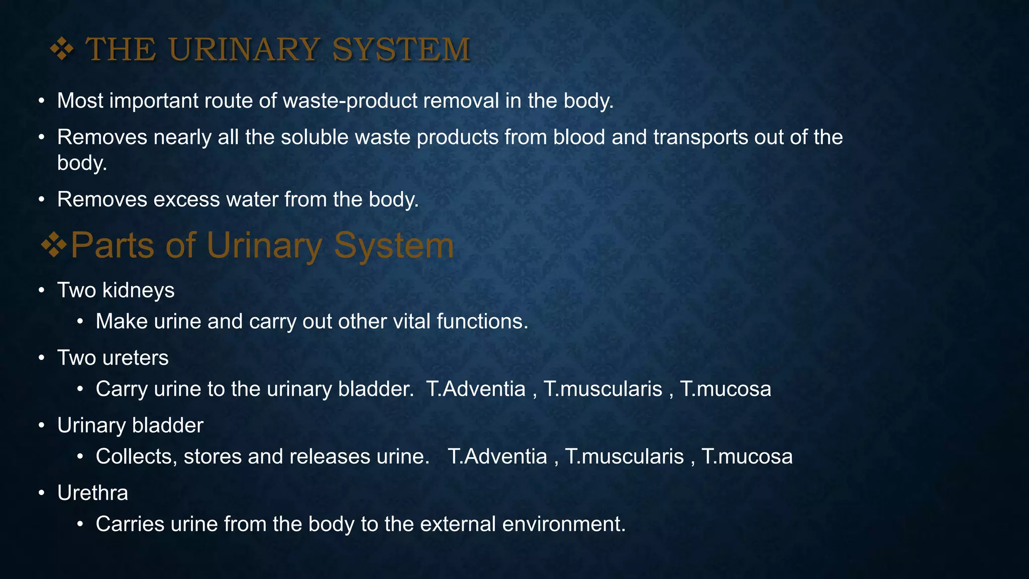 Surgeical interventions on urinary system in horses | PPTX ...