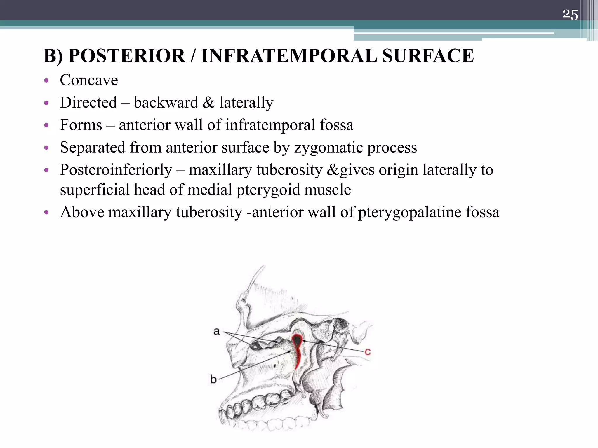 Surgical anatomy of periodontal structures, | PPTX