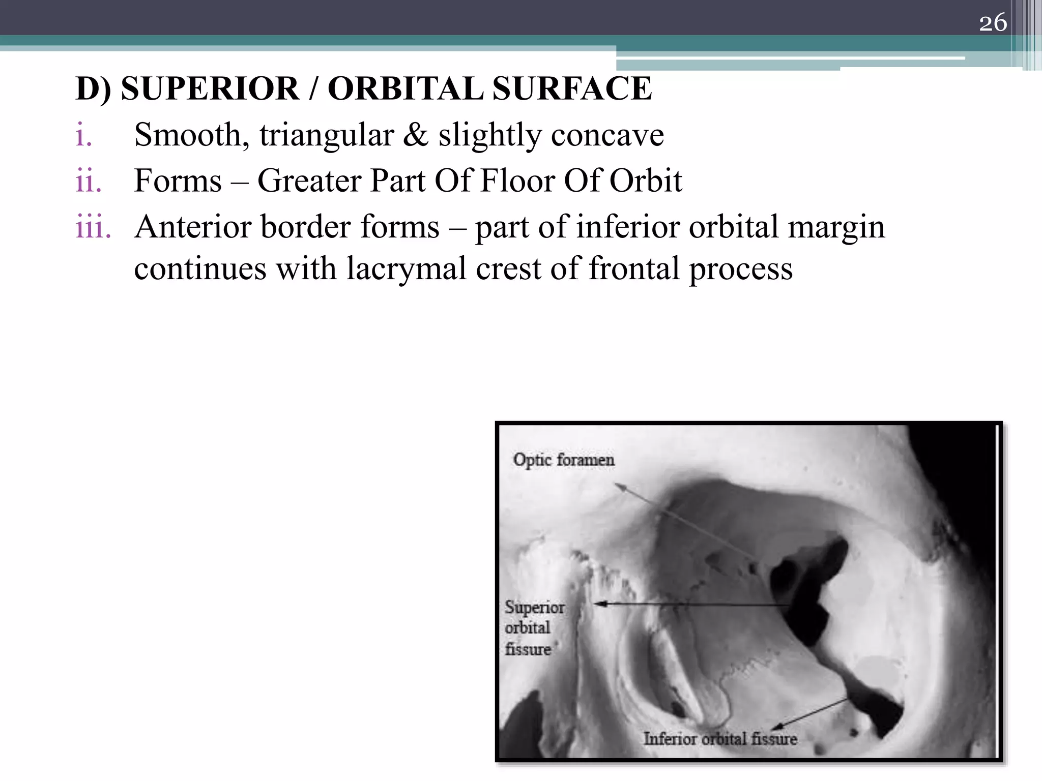 Surgical anatomy of periodontal structures, | PPTX