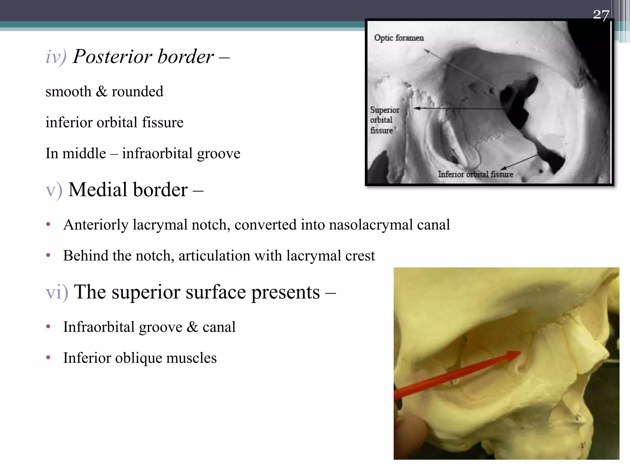 Surgical anatomy of periodontal structures, | PPTX