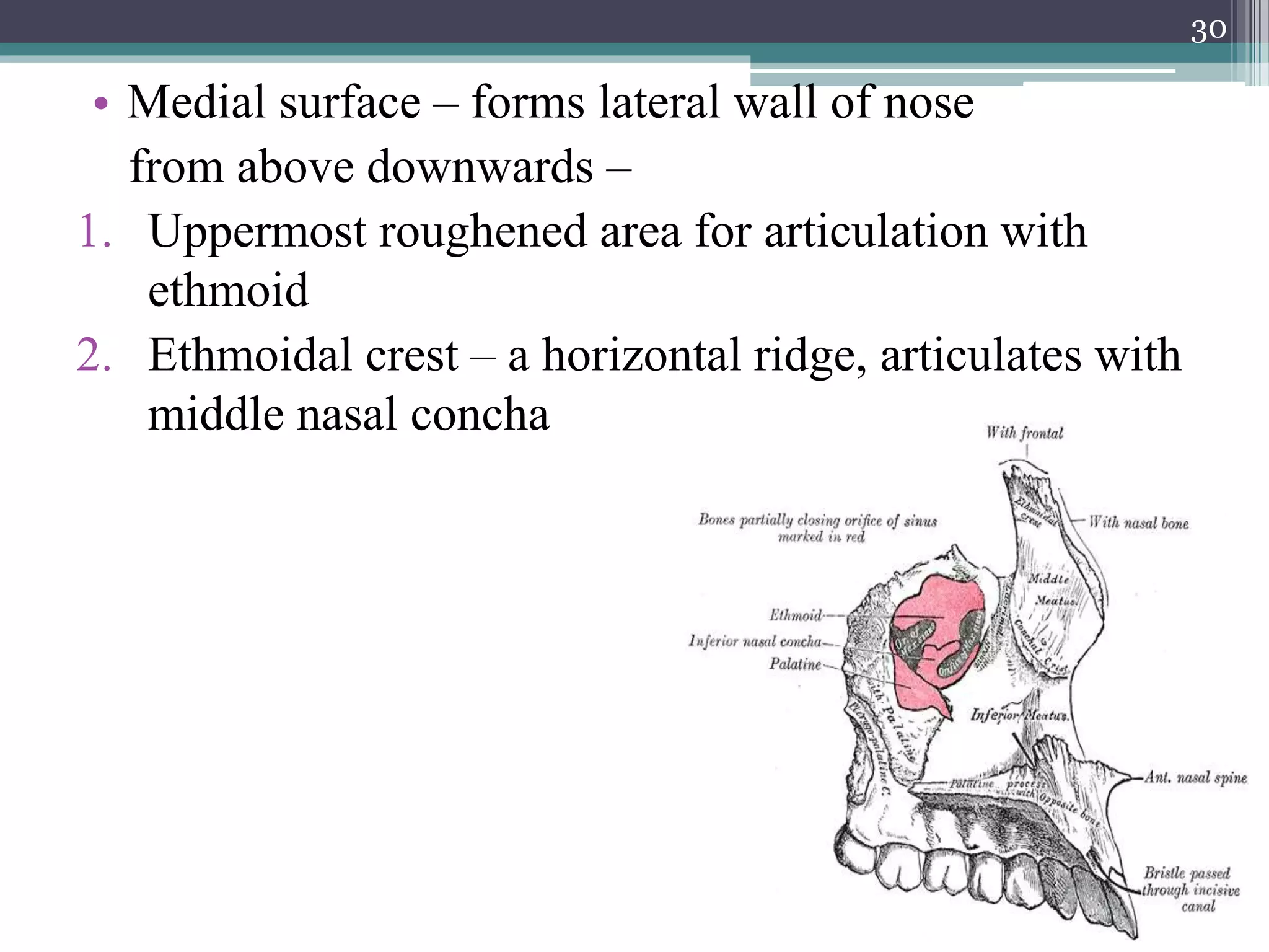 Surgical anatomy of periodontal structures, | PPTX