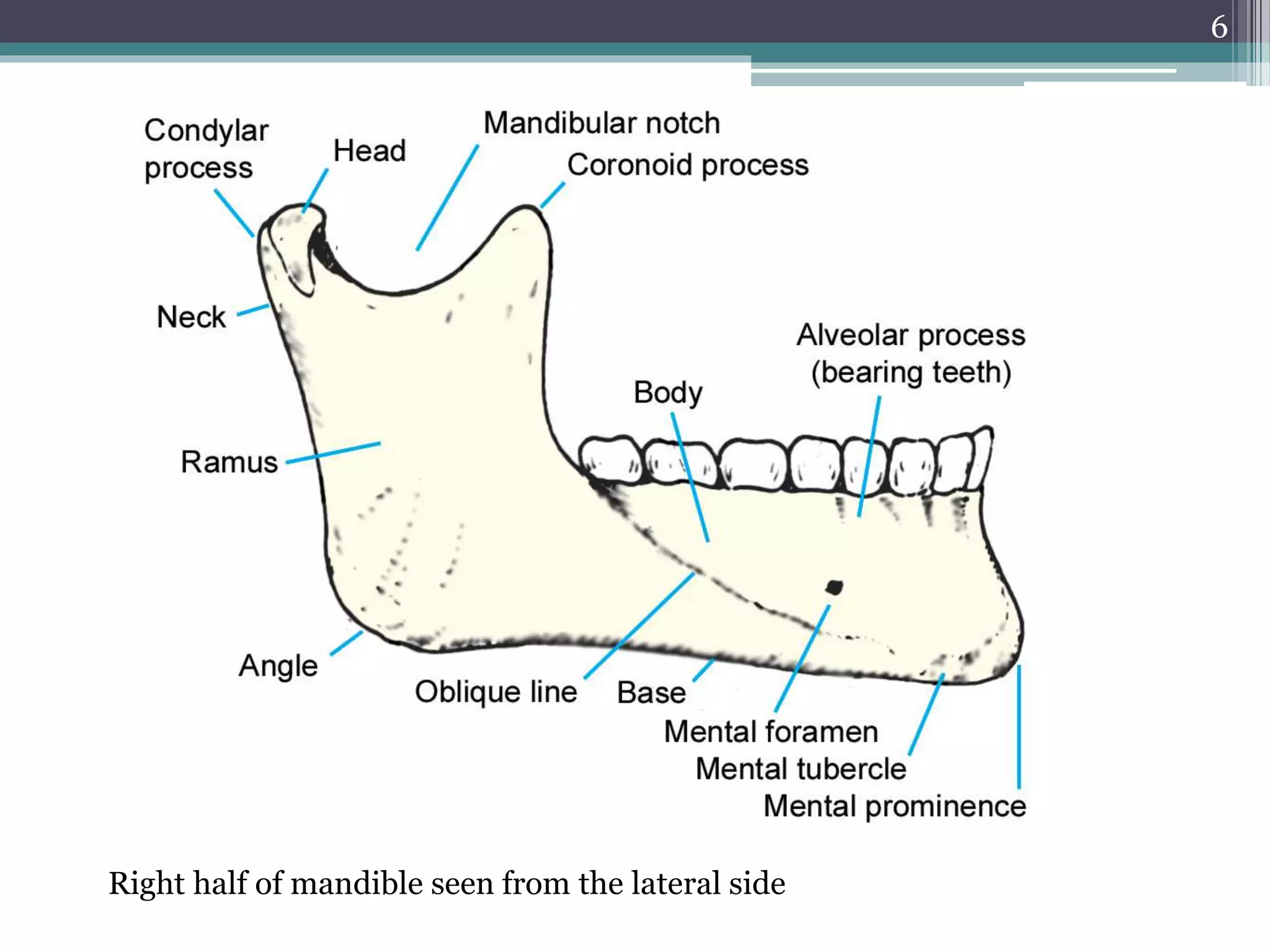 Surgical anatomy of periodontal structures, | PPTX