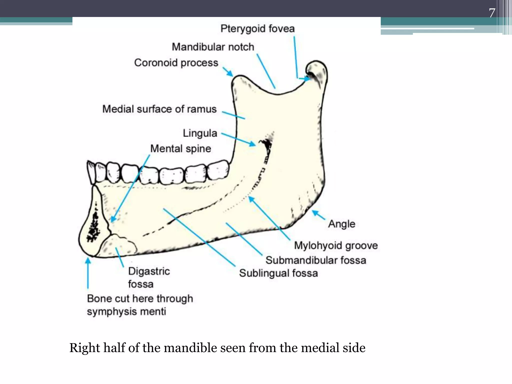 Surgical anatomy of periodontal structures, | PPTX