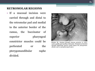 Surgical anatomy of periodontal structures, | PPTX