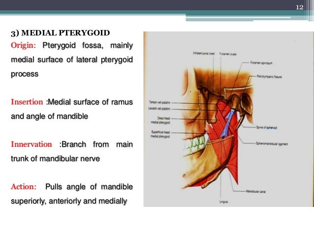 Surgical anatomy of periodontal structures,