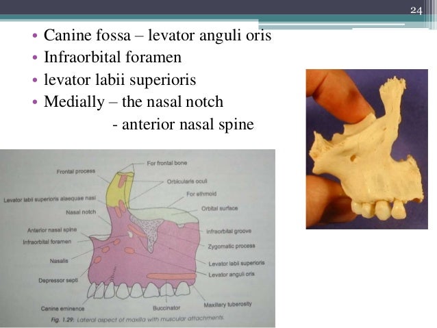 Surgical anatomy of periodontal structures,