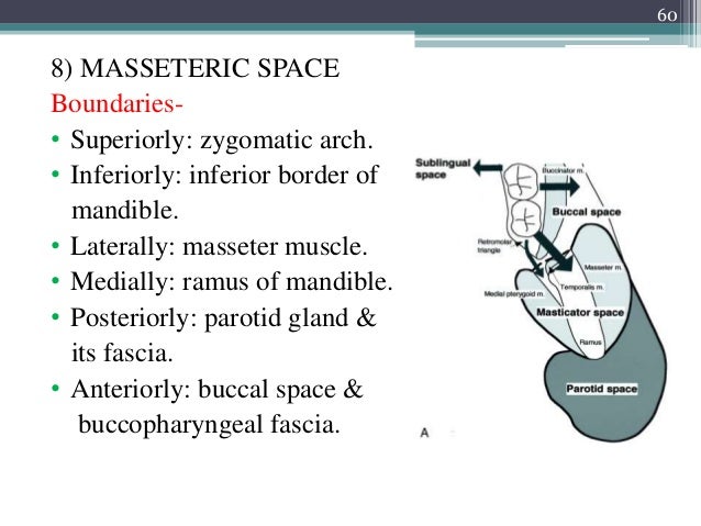 Surgical anatomy of periodontal structures,