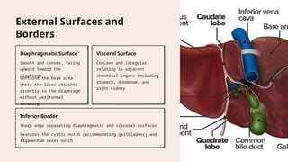 Surgical-Anatomy-of-the-Liver-Foundations-for-Safe-and-Effective ...
