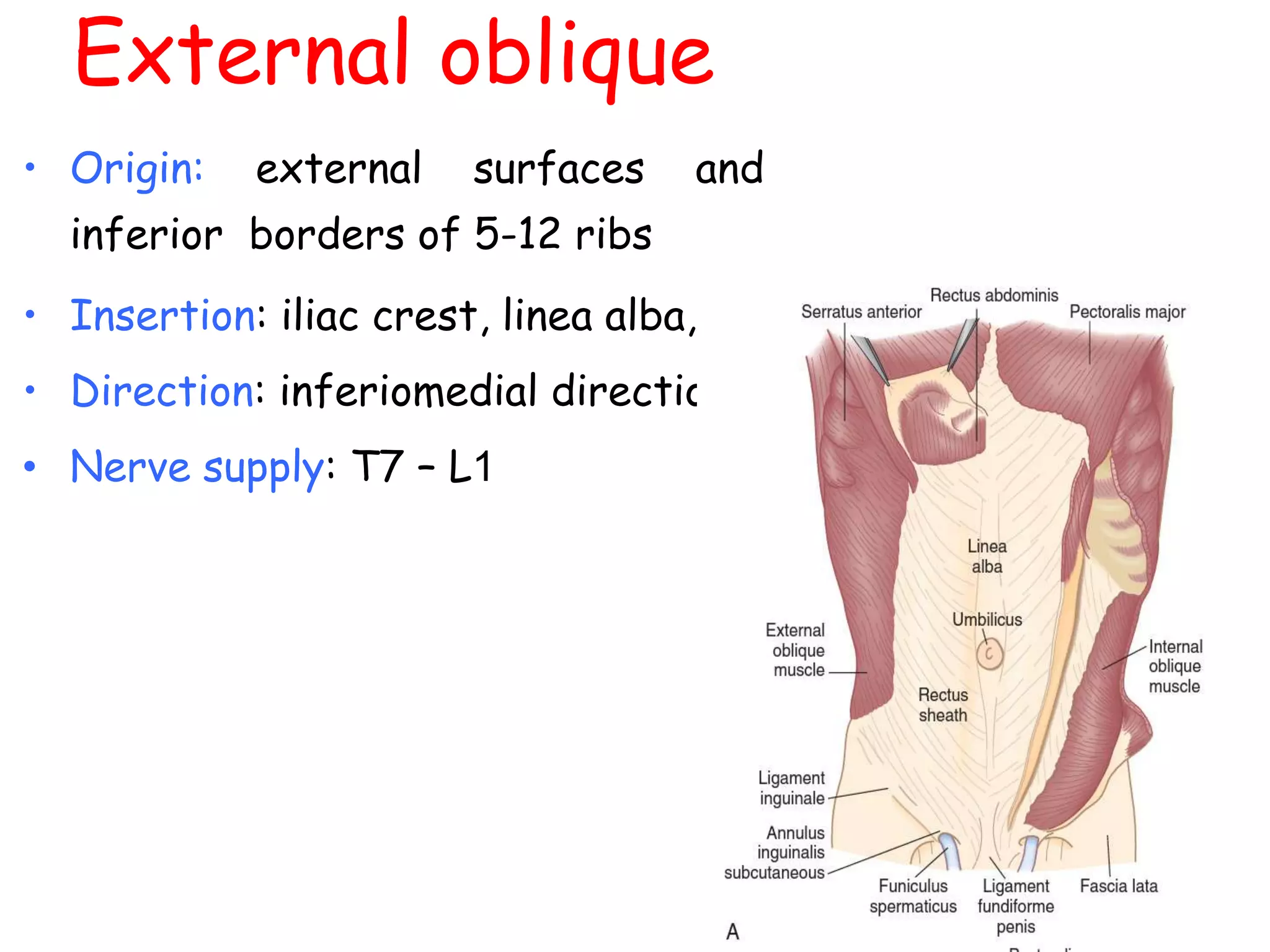 Surgical anatomy of inguinal canal | PPTX