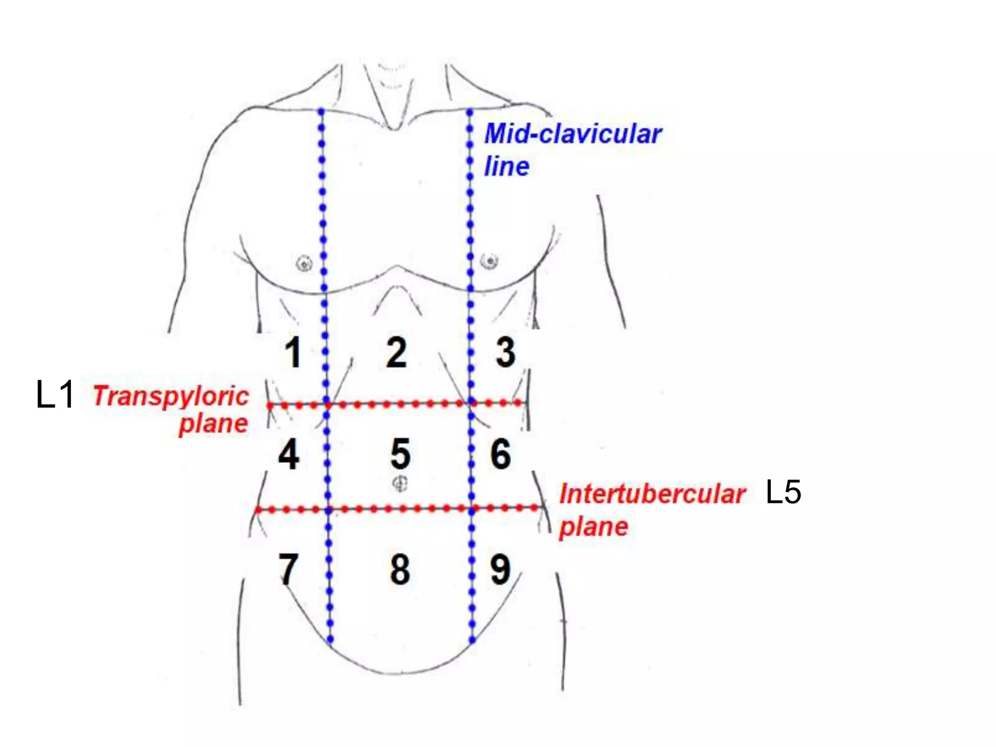 Surgical anatomy of inguinal canal | PPTX