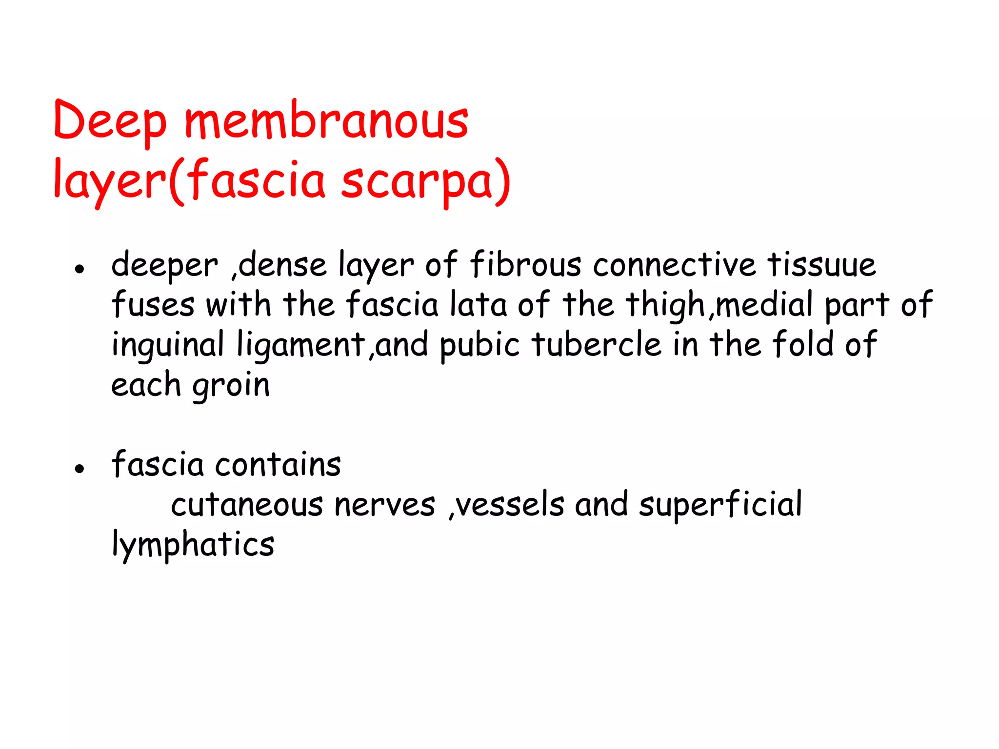 Surgical anatomy of inguinal canal | PPTX