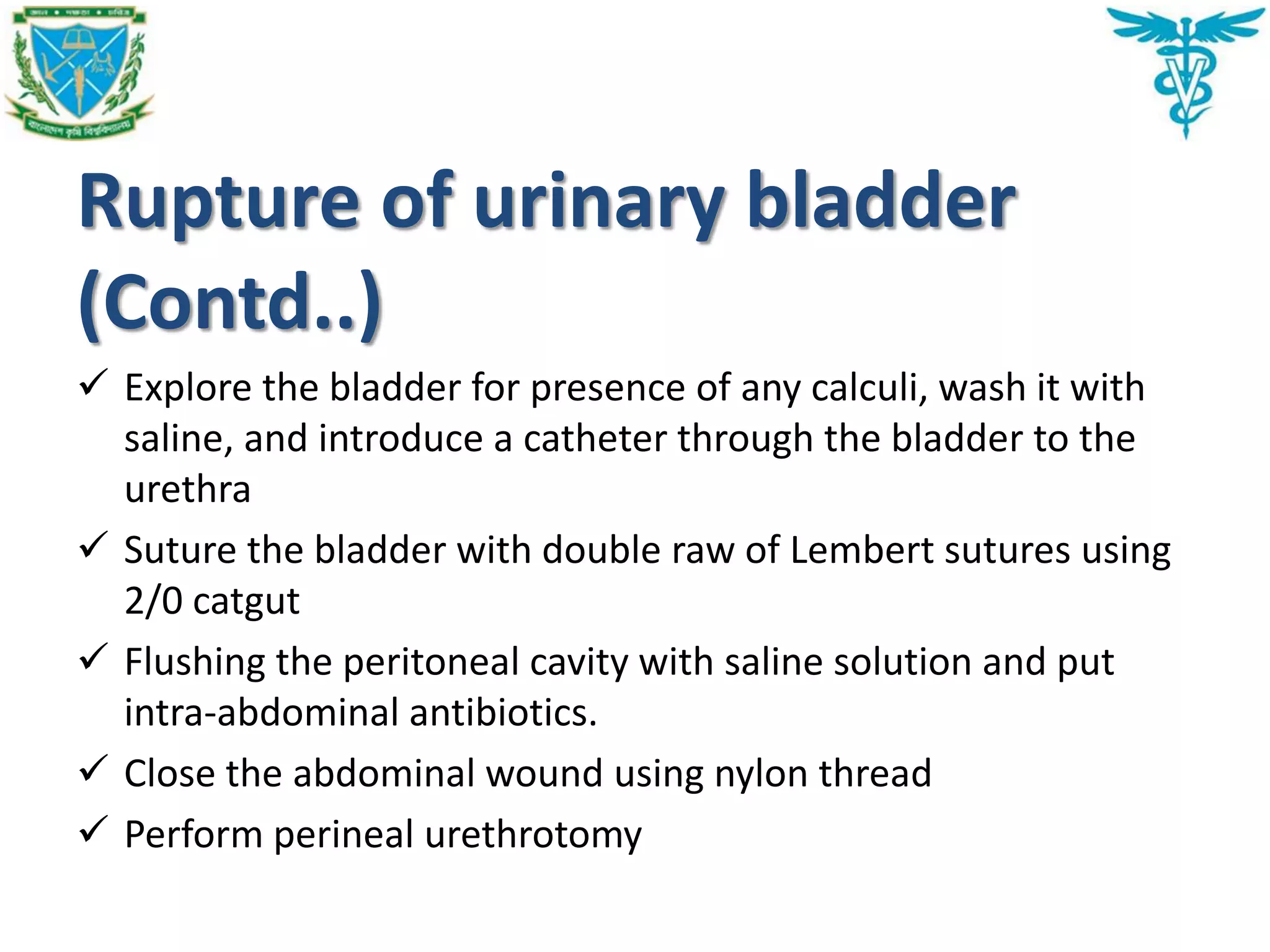 Surgical affection in goat ppt | PPTX
