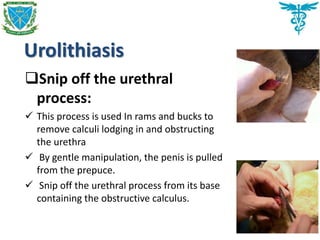 Surgical affection in goat ppt | PPTX