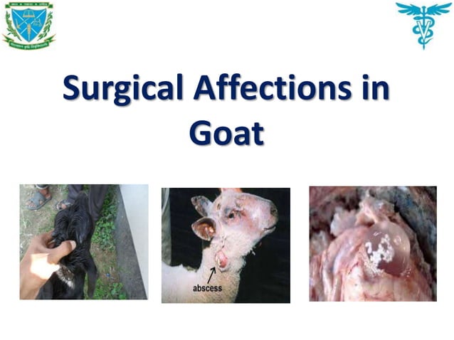 Surgical affection in goat ppt | PPTX | Veterinary Medicine | Pets