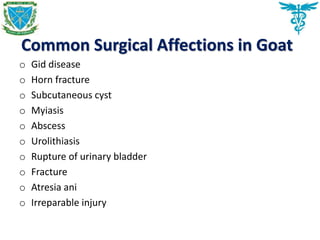 Surgical affection in goat ppt | PPTX