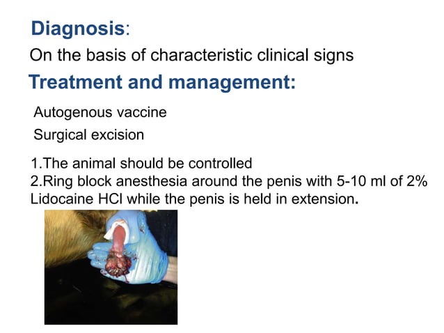 Surgical affection of penis and prepuce | PPTX | Sexual Conditions ...