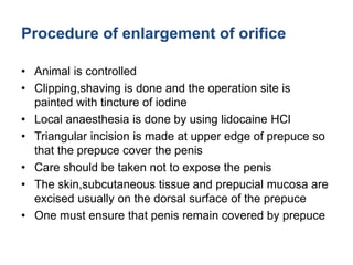 Surgical affection of penis and prepuce | PPTX