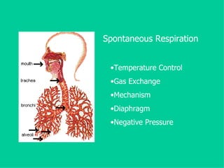 Surgical airway inservice 6 2009 | PPT | Lung and Respiratory Health ...