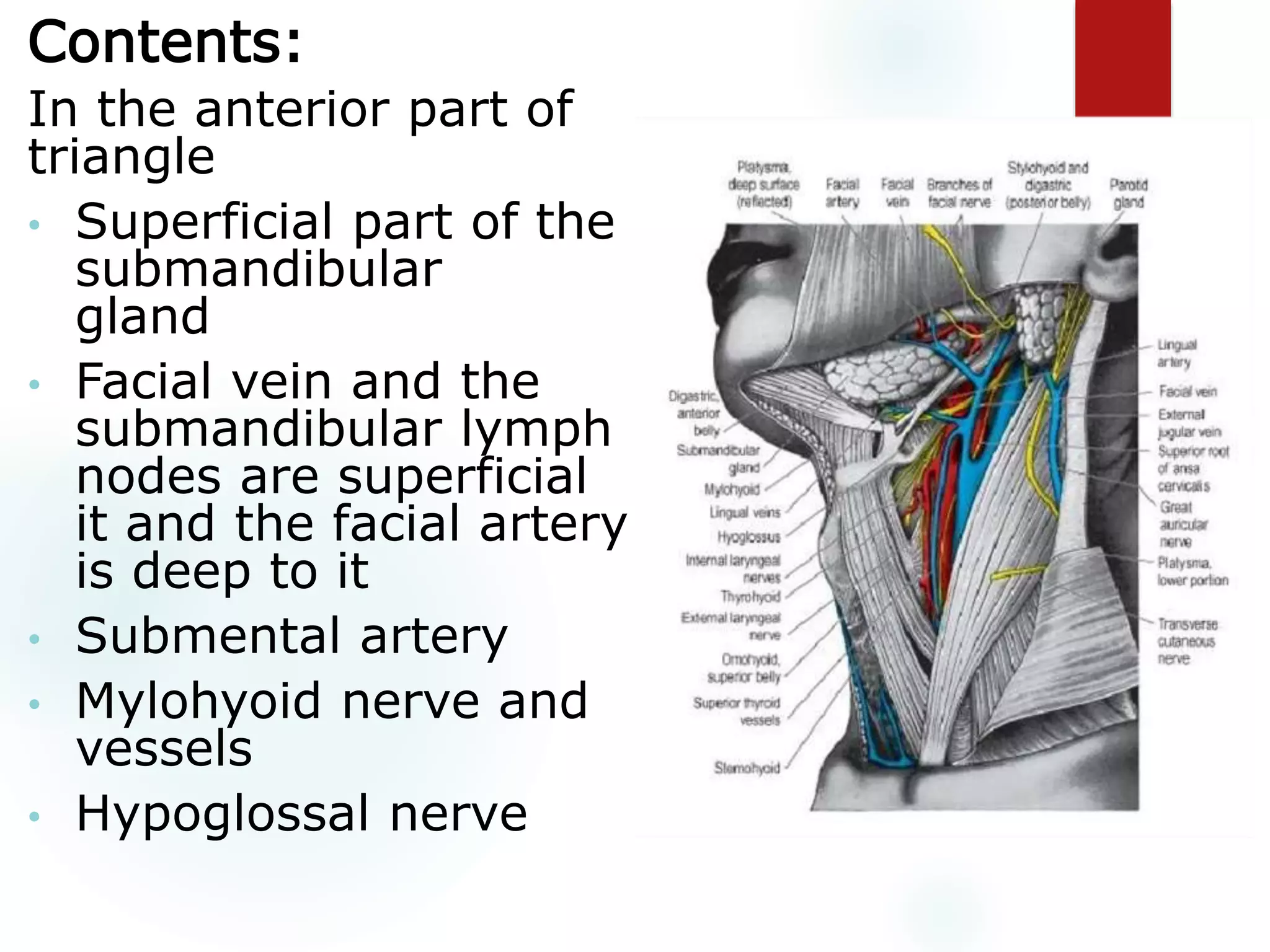 surgical anat neck akku (1).pptx