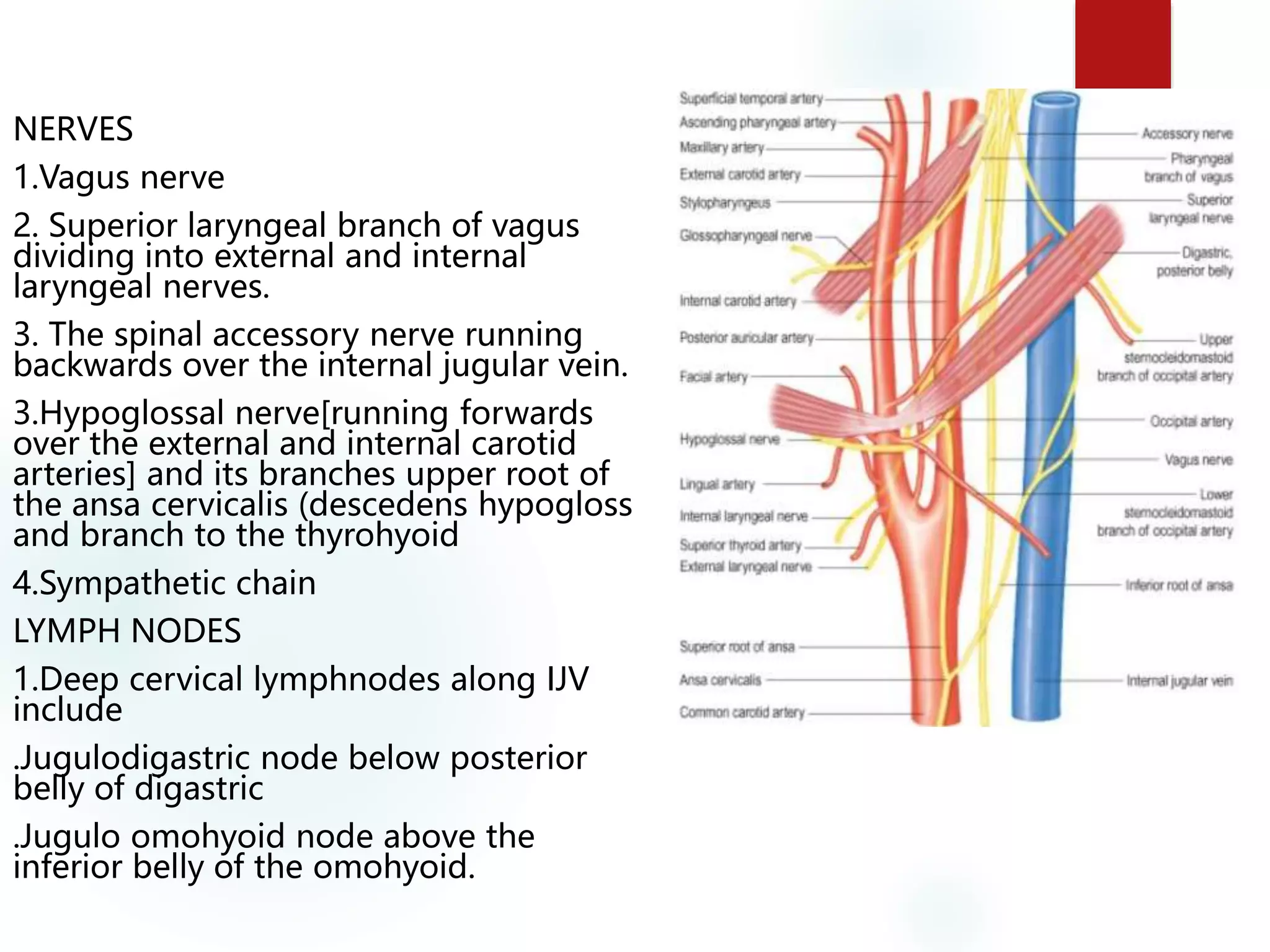 surgical anat neck akku (1).pptx