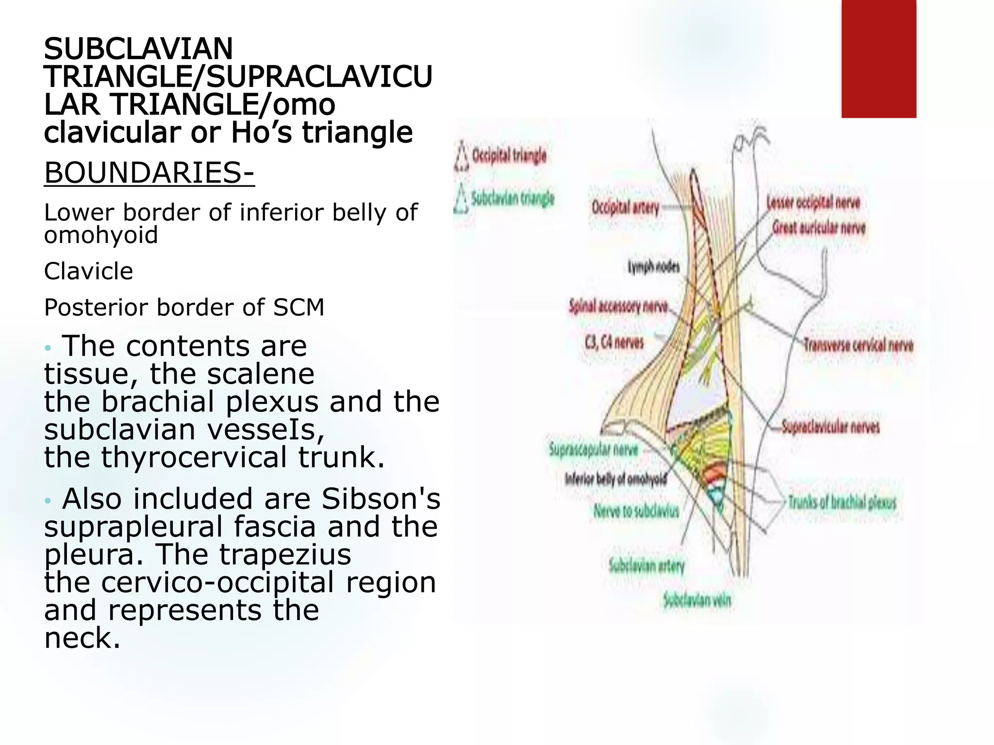 surgical anat neck akku (1).pptx