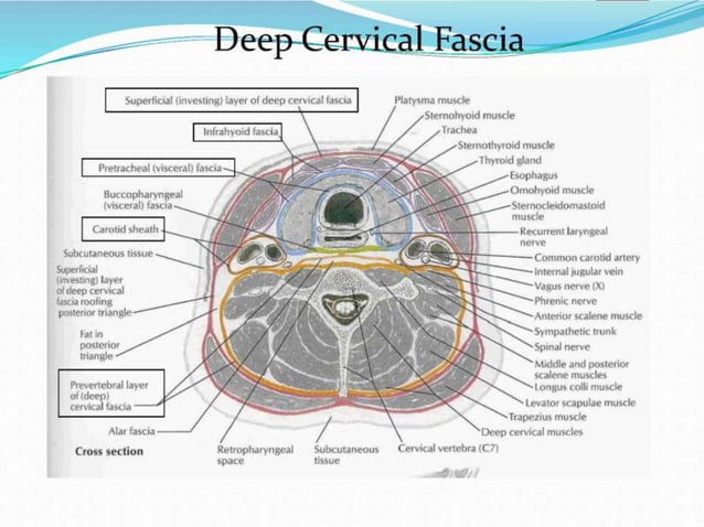 surgical anat neck akku (1).pptx
