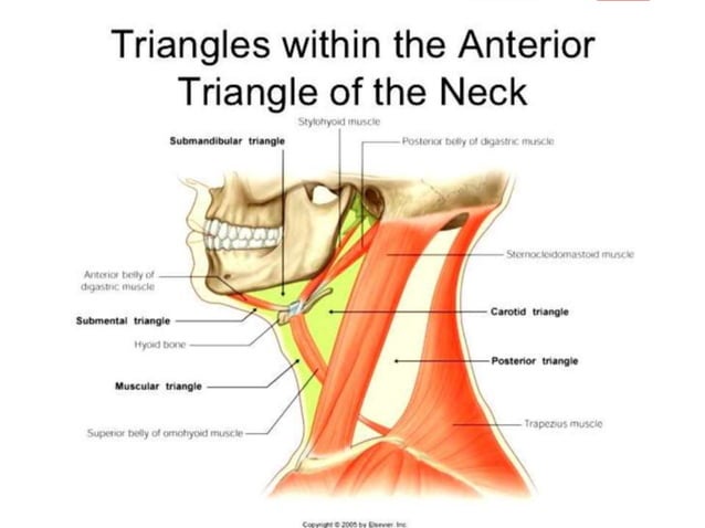 surgical anat neck akku (1).pptx