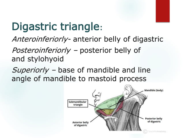 surgical anat neck akku (1).pptx