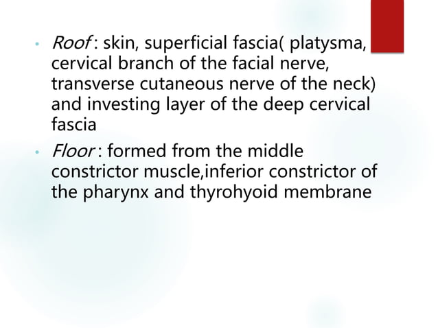 surgical anat neck akku (1).pptx