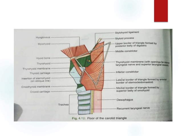 surgical anat neck akku (1).pptx