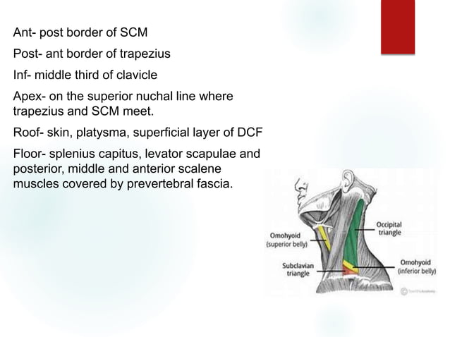 surgical anat neck akku (1).pptx