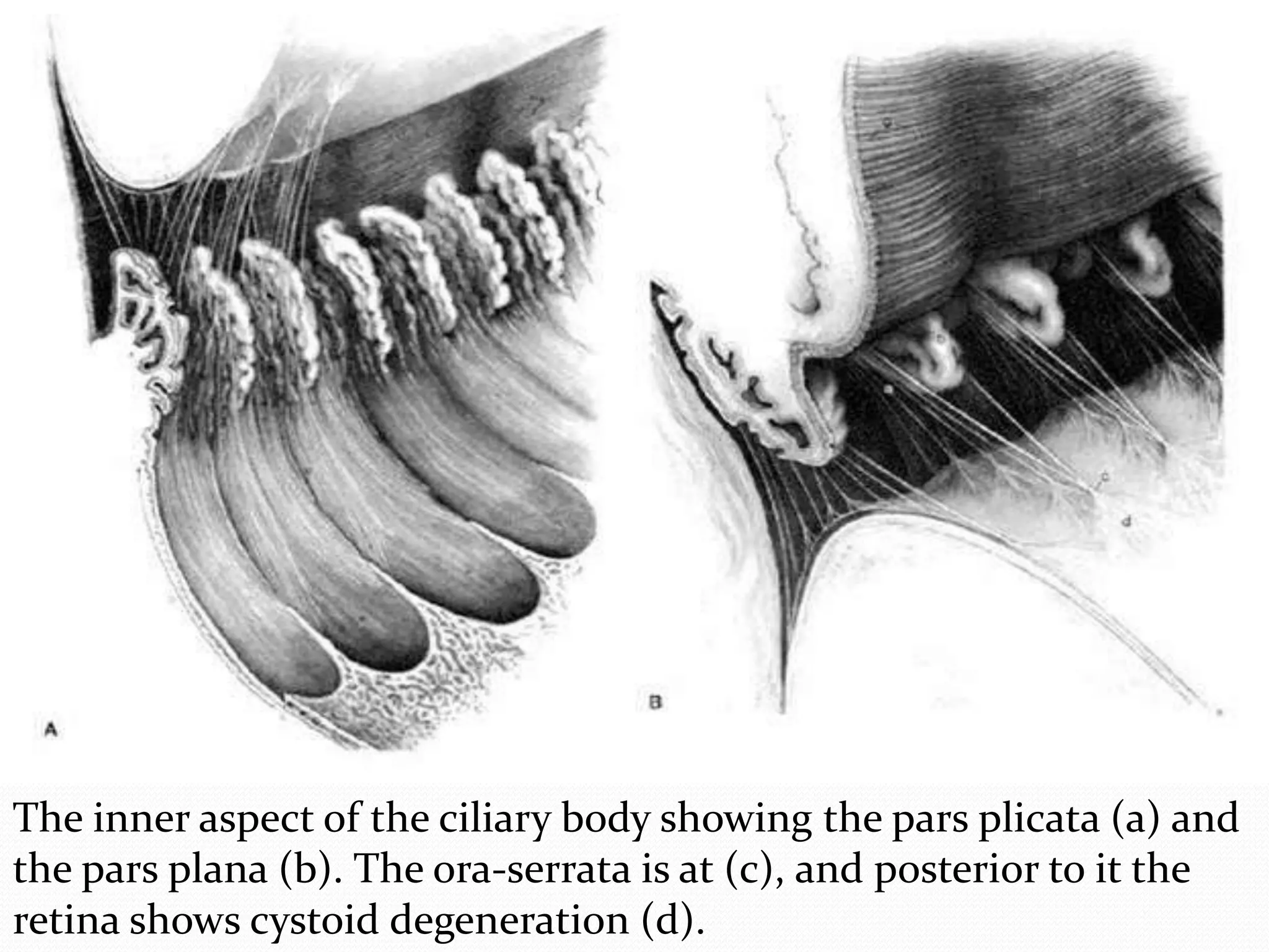 Surgical anatomy of the retina | PPTX