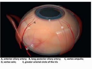 Surgical anatomy of the retina | PPTX
