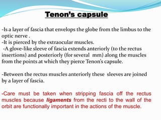 Surgical anatomy of the retina | PPTX
