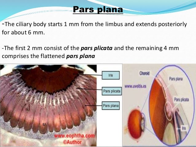 Surgical anatomy of the retina