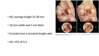 Surgical anatomy of Anterior Cruciate Ligament | PPTX