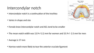 Surgical anatomy of Anterior Cruciate Ligament | PPTX