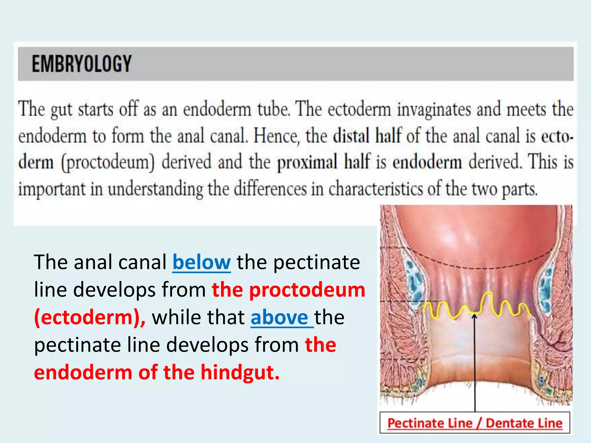 Surgical anatomy anal canal | PPTX