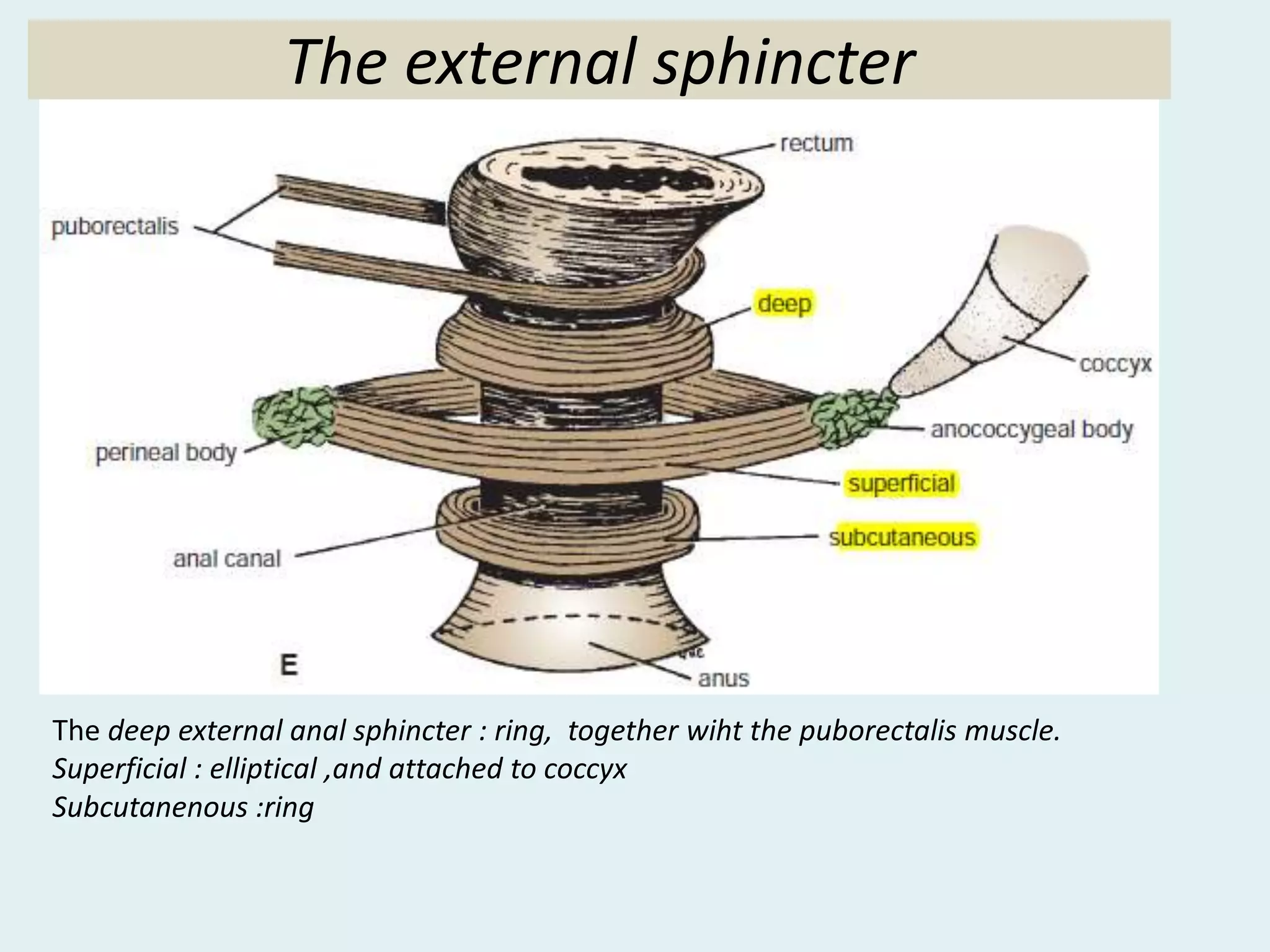 Surgical anatomy anal canal | PPTX