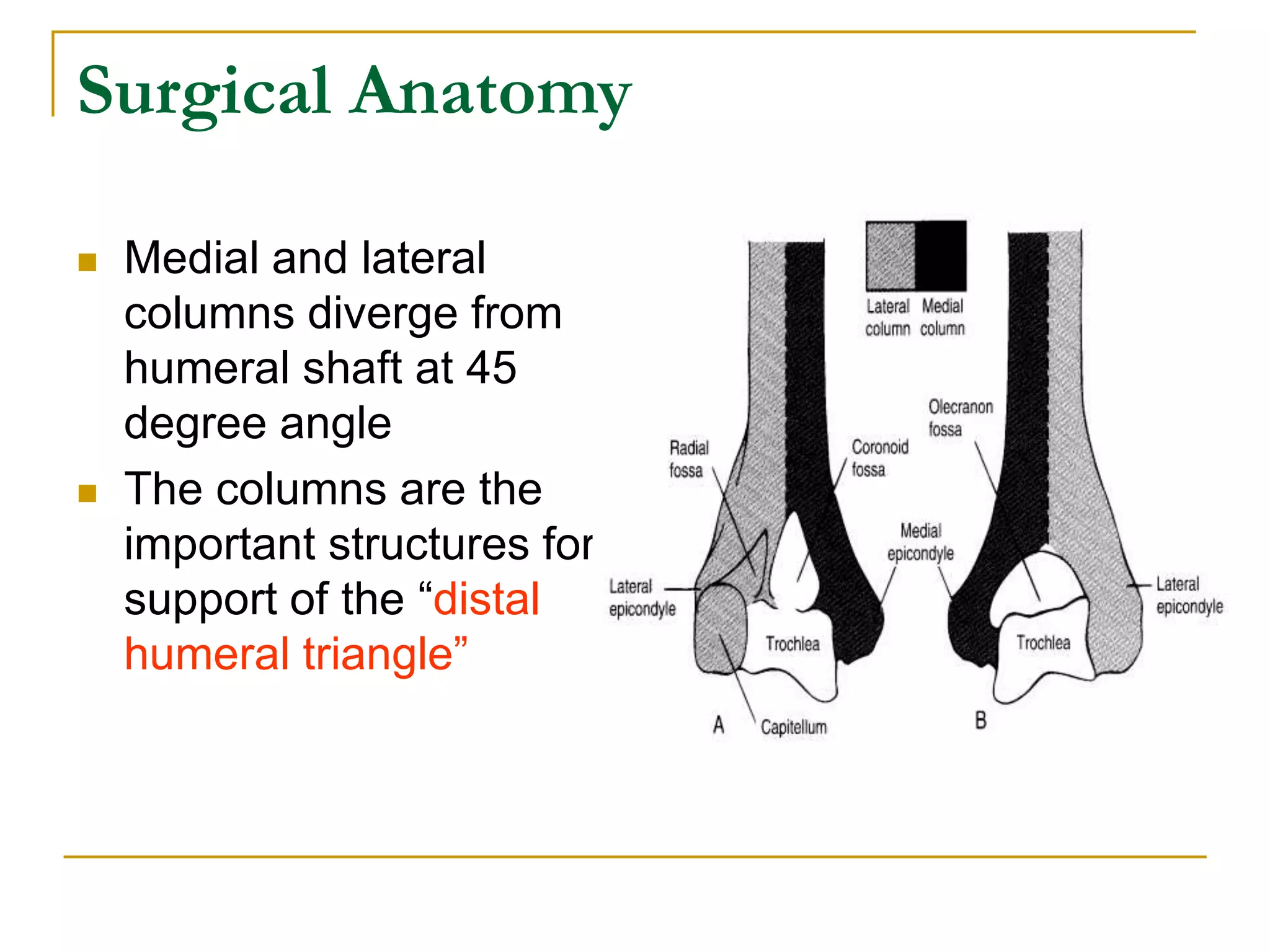 anatomy of elbow & fractures around elbow & surgical options in adults ...