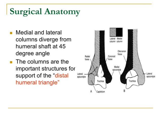 anatomy of elbow & fractures around elbow & surgical options in adults ...